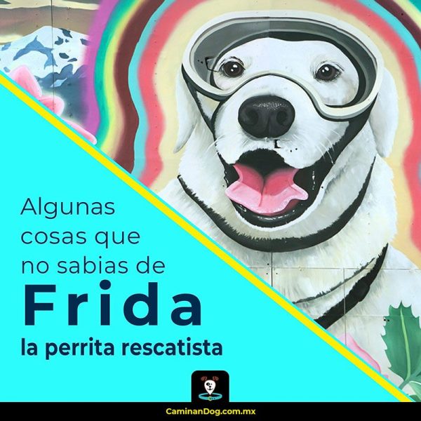 Los nueve datos que tal vez no conocias de Frida la perrita rescatista ...