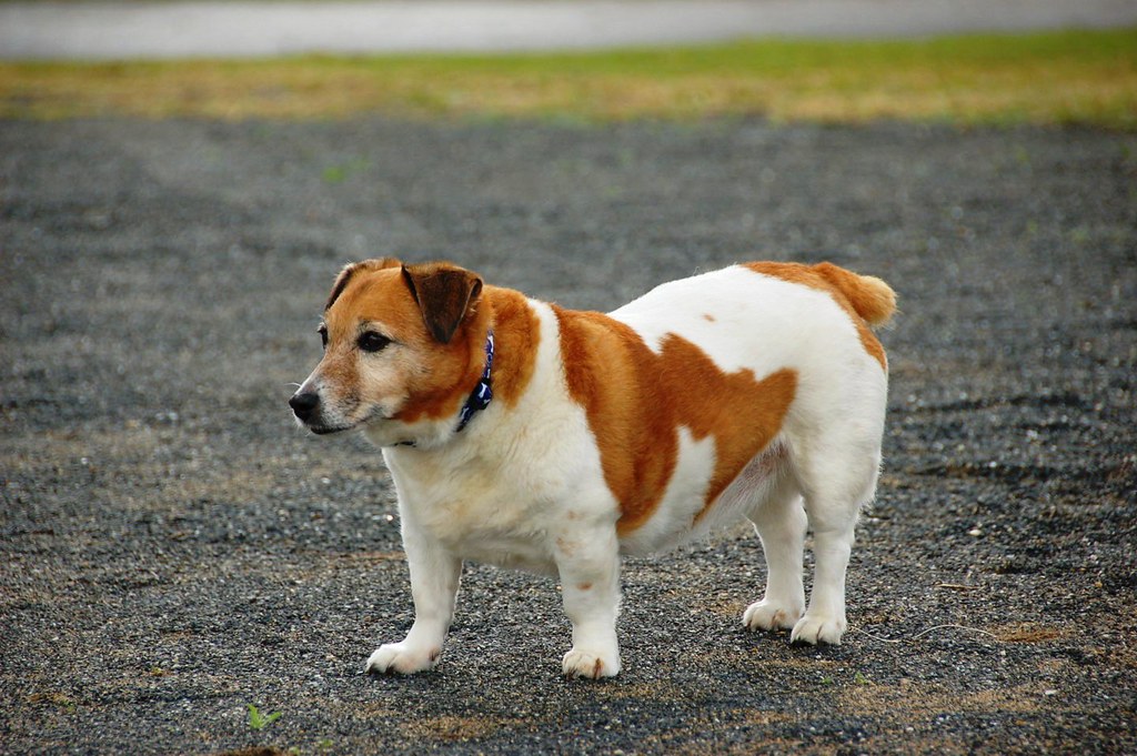 La obesidad en perros, como solucionarla - CaminanBlog