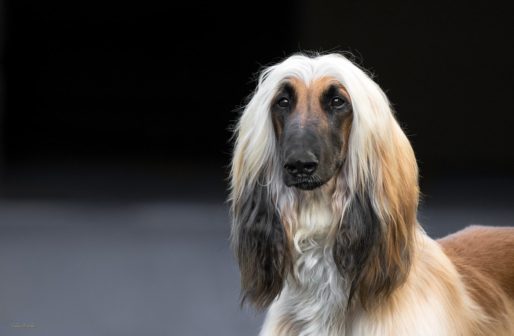 Lebrel afgano, La elegante belleza de una raza de perro - CaminanBlog