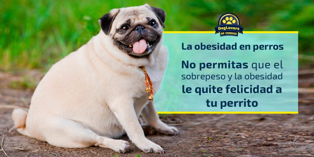 La obesidad en perros, como solucionarla - CaminanBlog