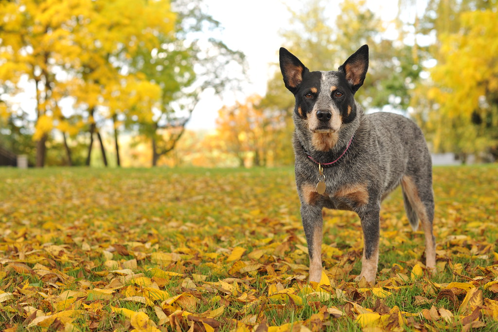 Perro Ganadero Australiano, Raza de perros - CaminanBlog