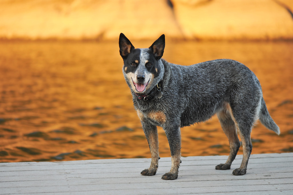 Perro Ganadero Australiano, Raza de perros - CaminanBlog