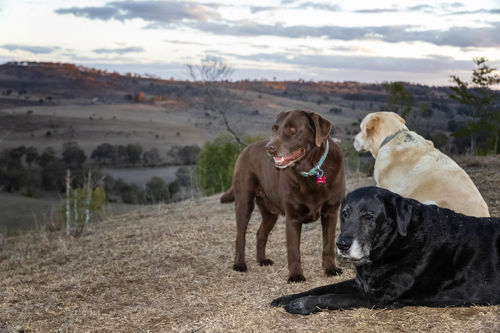 Labrador retriever, un todo terreno que te enamorara - CaminanBlog