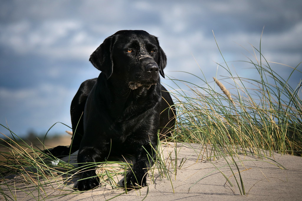 Labrador retriever, un todo terreno que te enamorara - CaminanBlog