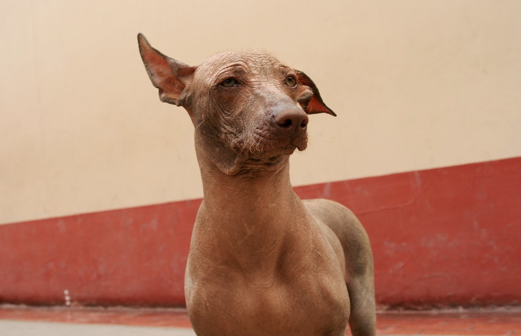 Xoloitzcuintle una raza de perro, infernal - CaminanBlog