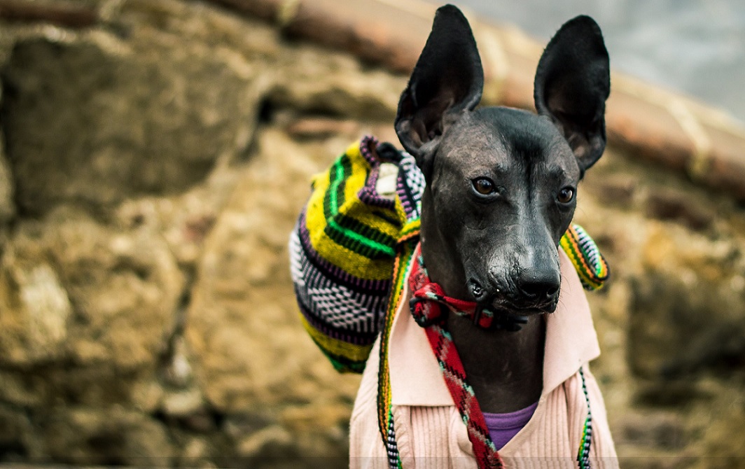 Xoloitzcuintle una raza de perro, infernal - CaminanBlog