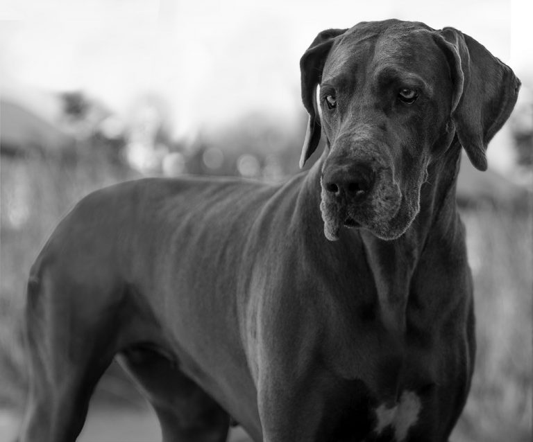 El Gran Danés, protector desde lo mas alto - CaminanBlog