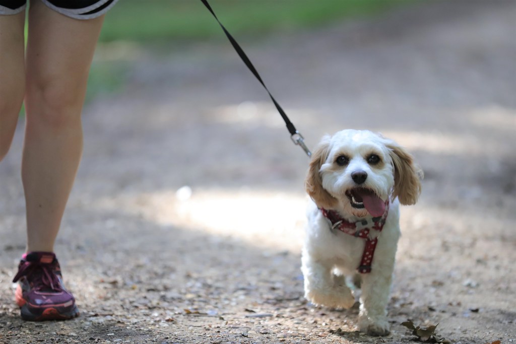La importancia de pasear a tu perrito - CaminanBlog