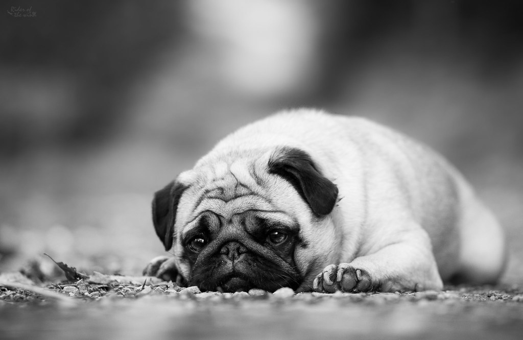 ¿Mi estrés laboral afecta a mi perrito? - CaminanBlog