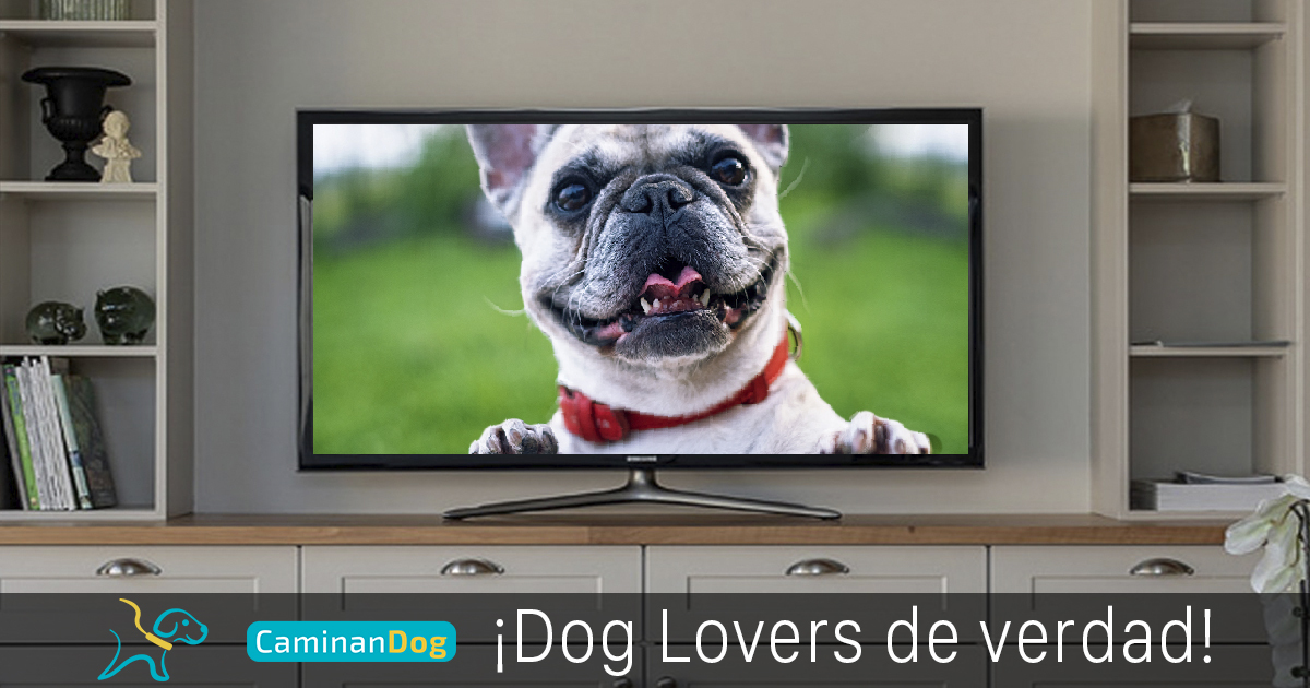DOGTV ya está en México - CaminanBlog , conoce el canal para perros