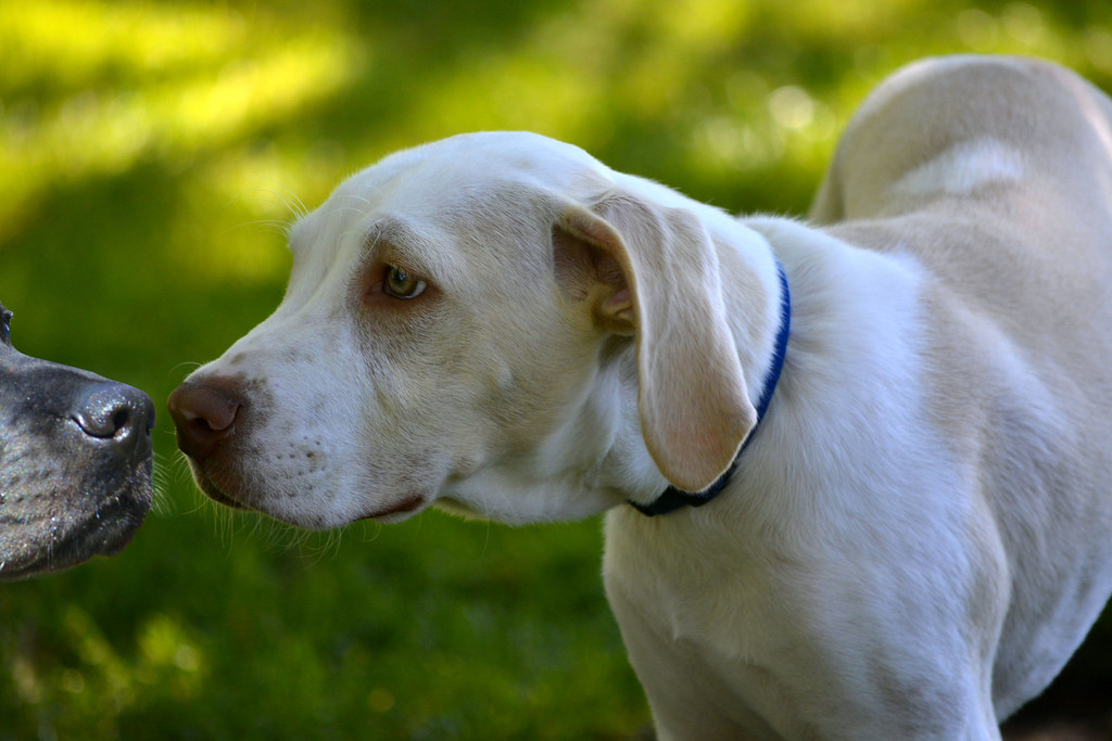 ¿Ya sabes que olores odia tu perrito? - CaminanBlog