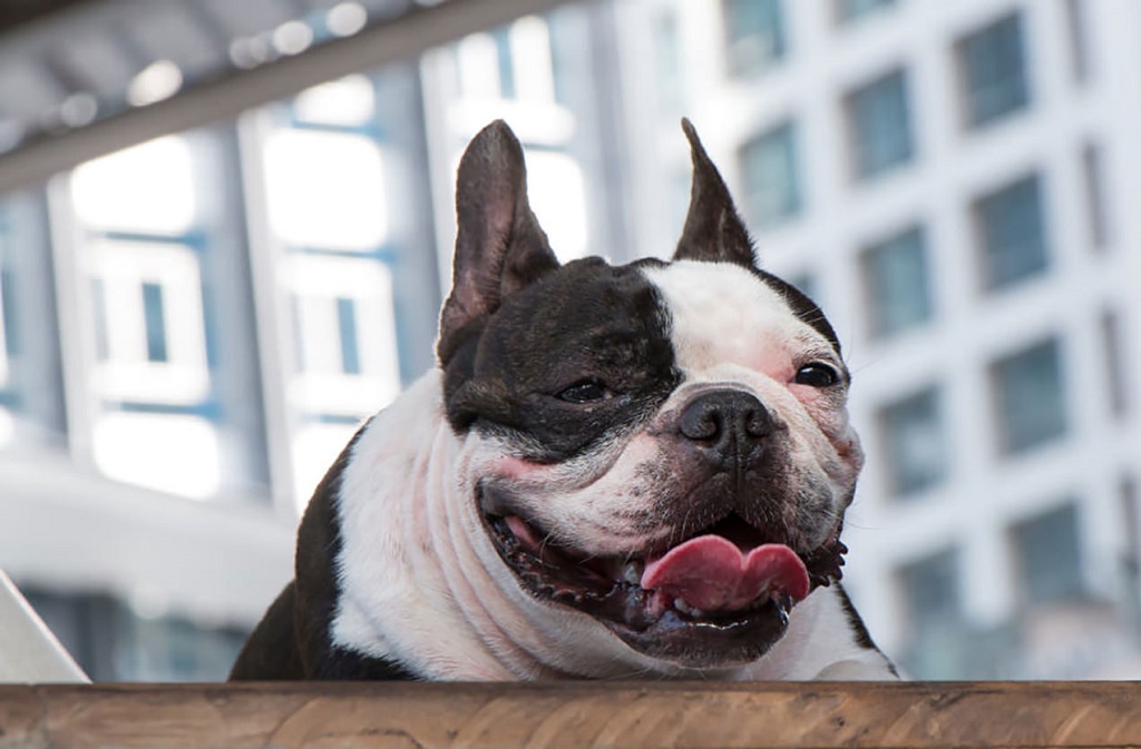 Qué hacer ante un golpe de calor de tu perrito - CaminanBlog