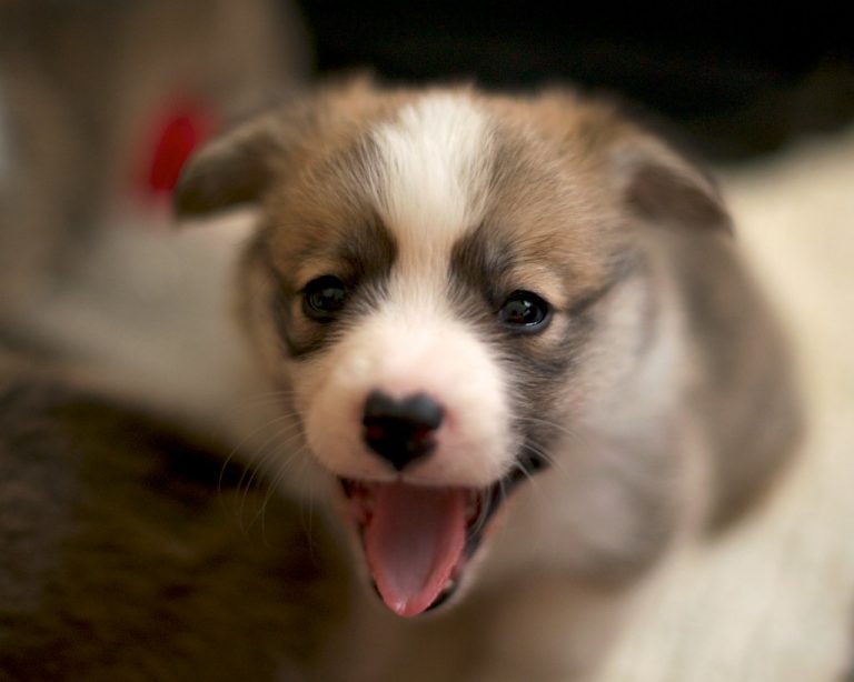 Hipo en perritos, causas y origen del reflejo - CaminanBlog