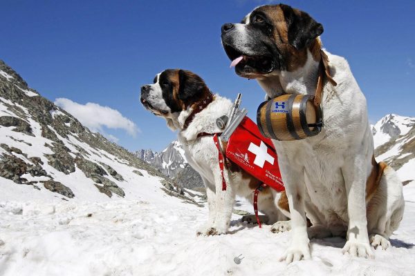 Curiosidades e historia de los perros de rescate - CaminanBlog
