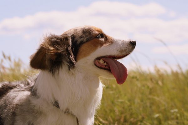 ¿Los perros sudan?, y como regulan su temperatura - CaminanBlog